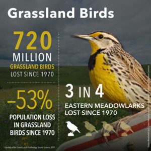 American Prairie - Grassland Groupies