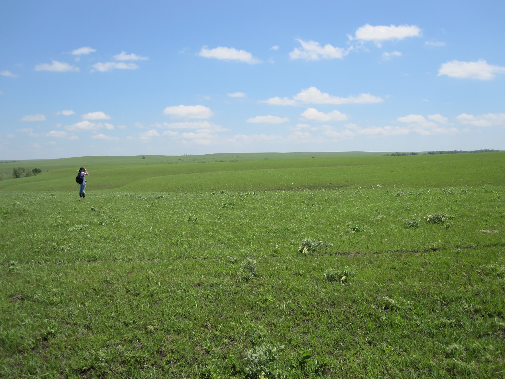 American Prairie - Grassland Groupies