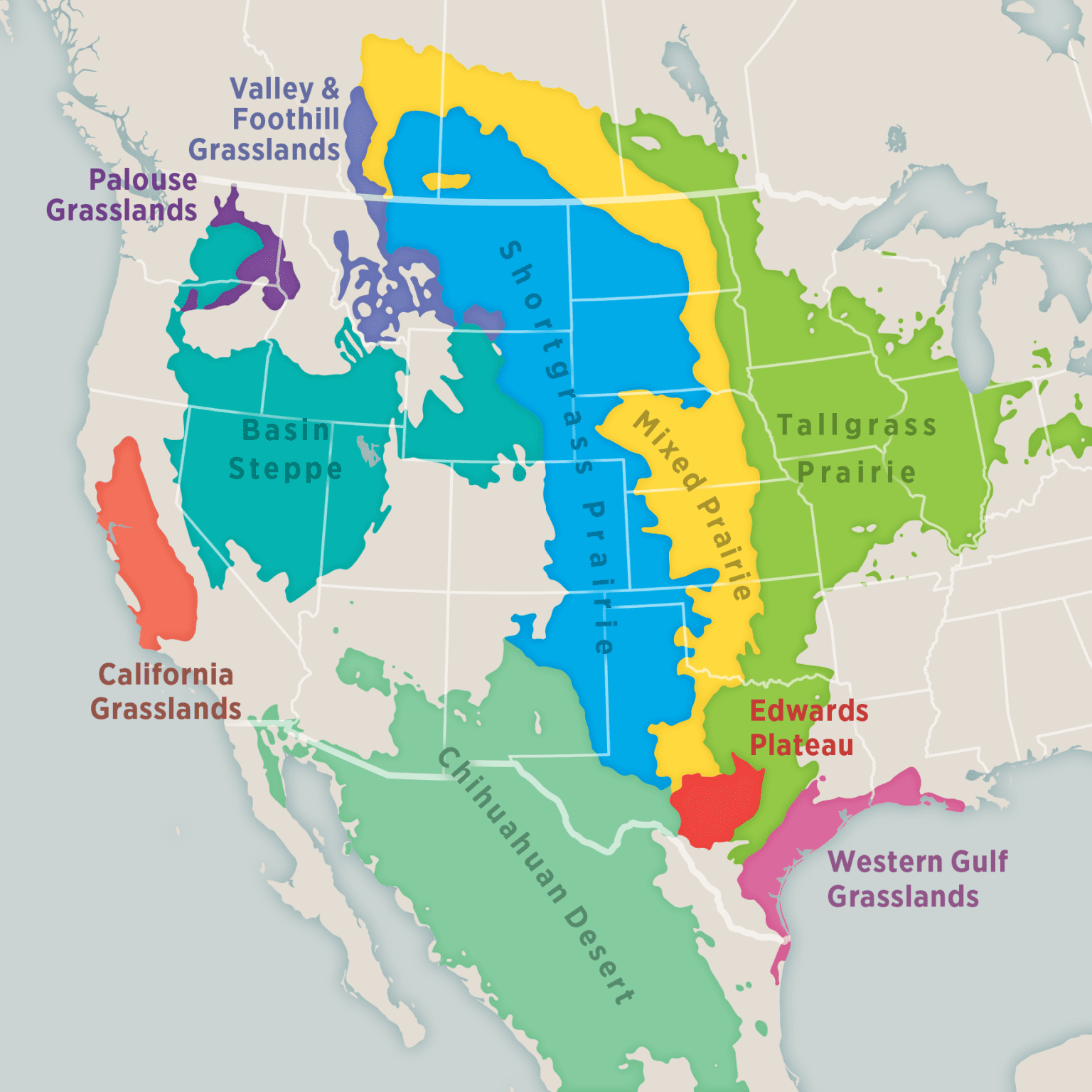 American Prairie - Grassland Groupies