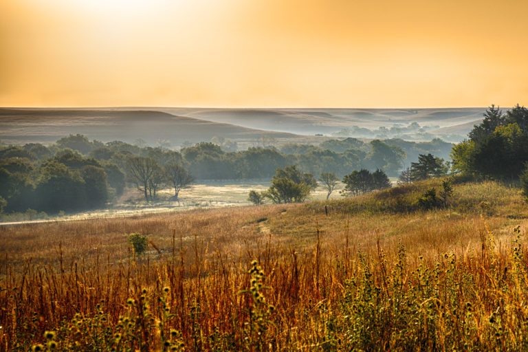 American Prairie - Grassland Groupies