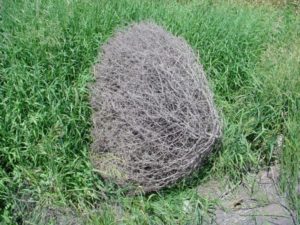 Tumbleweeds - Grassland Groupies