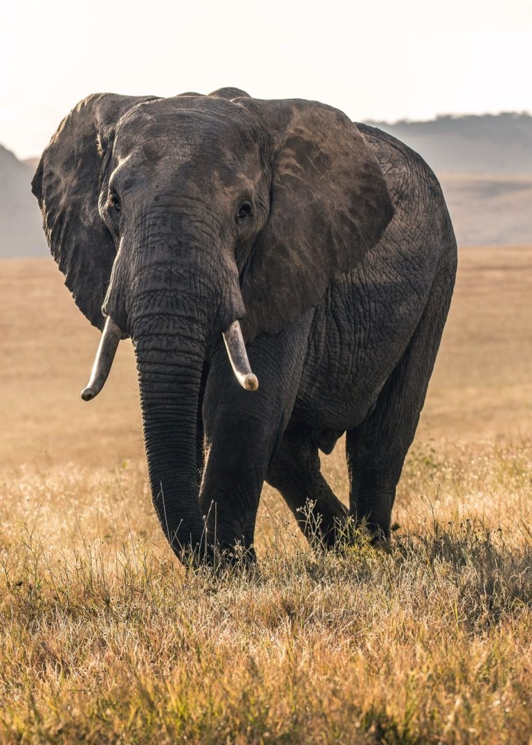 African Megafauna | Grassland Groupies