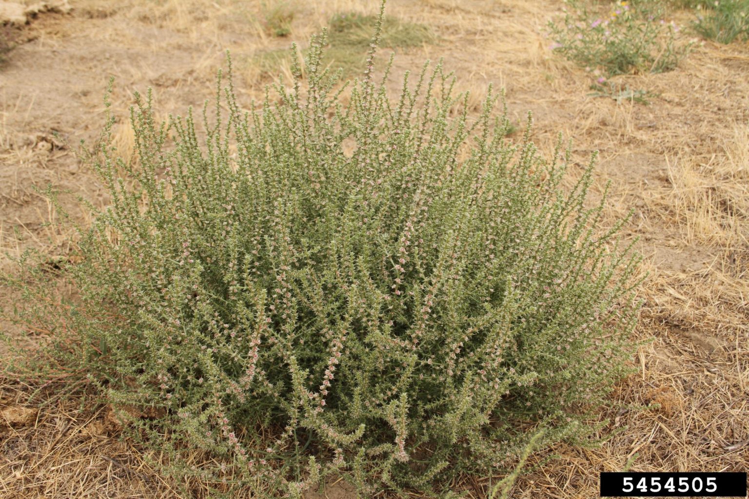 Tumbleweeds - Grassland Groupies