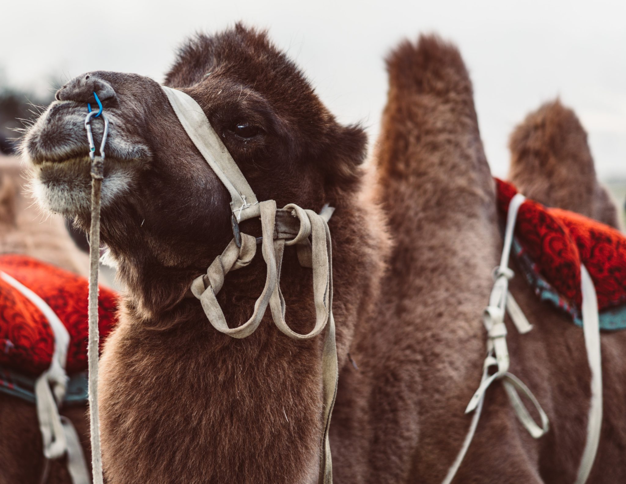 Camels are Grasslanders - Grassland Groupies