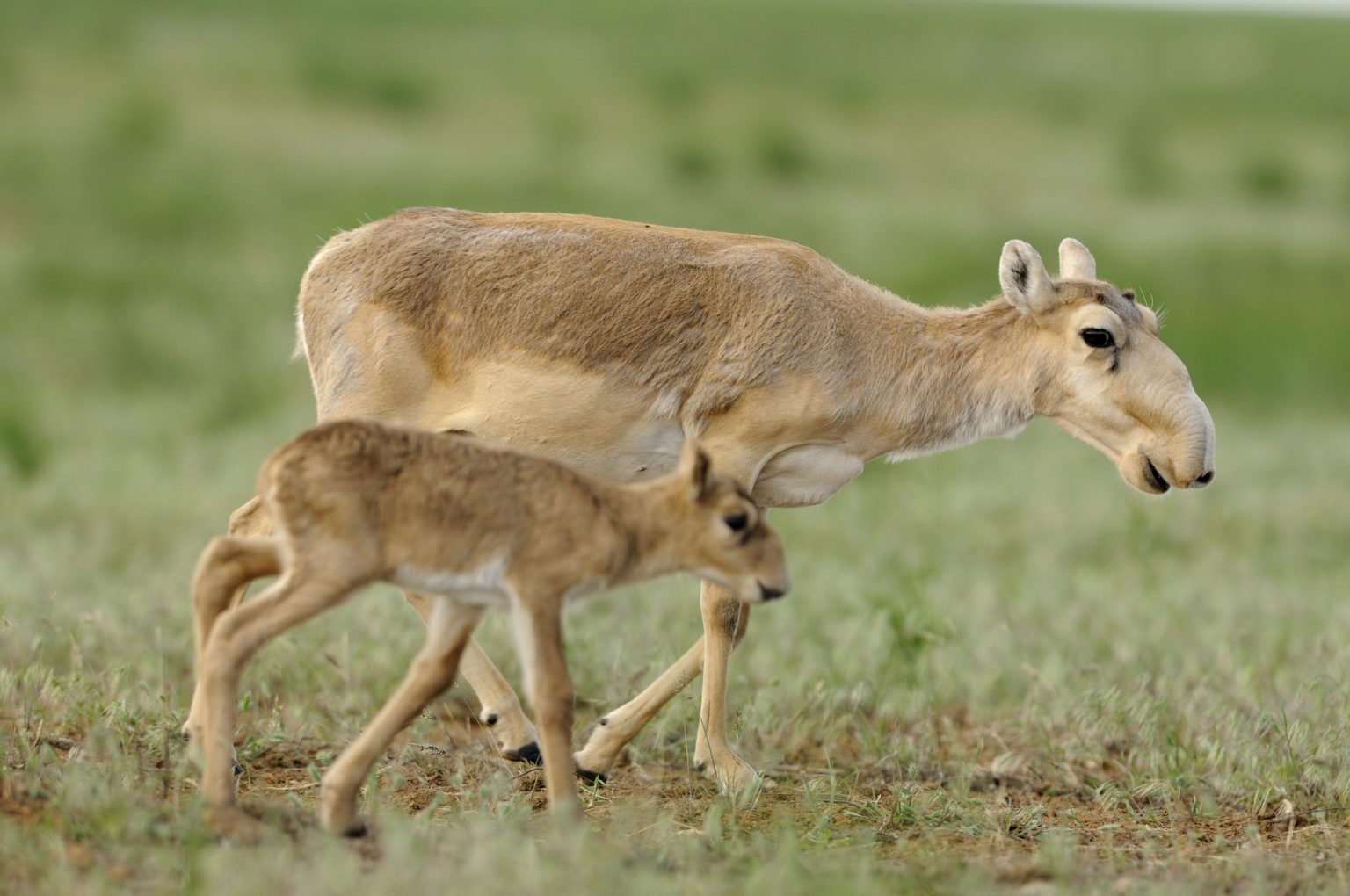 Saiga Antelope - Grassland Groupies
