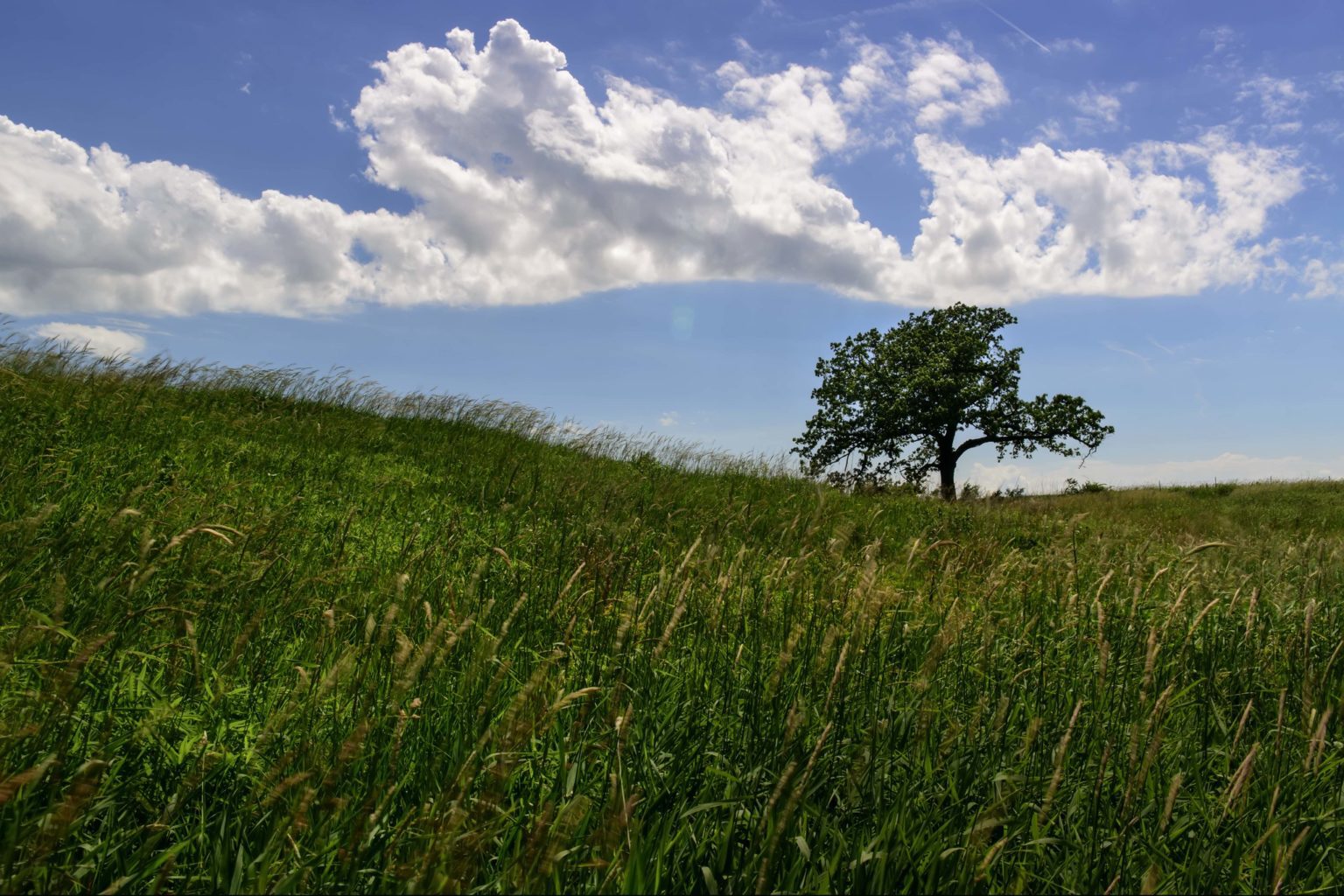 Midwestern Oak Savanna | Grassland Groupies