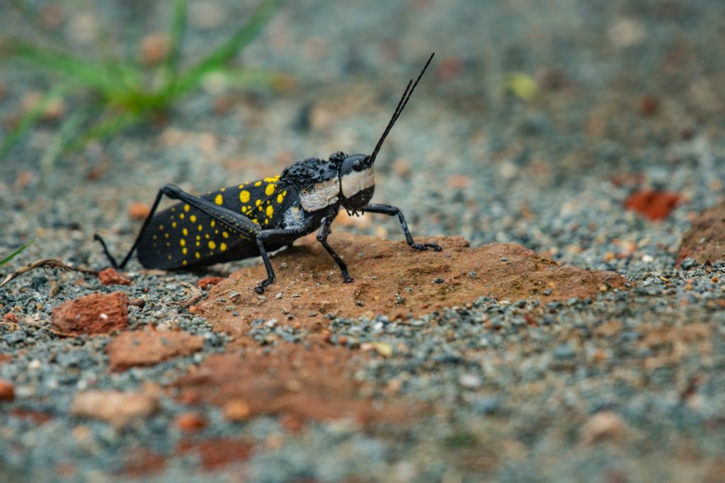 Grasshoppers - Grassland Groupies