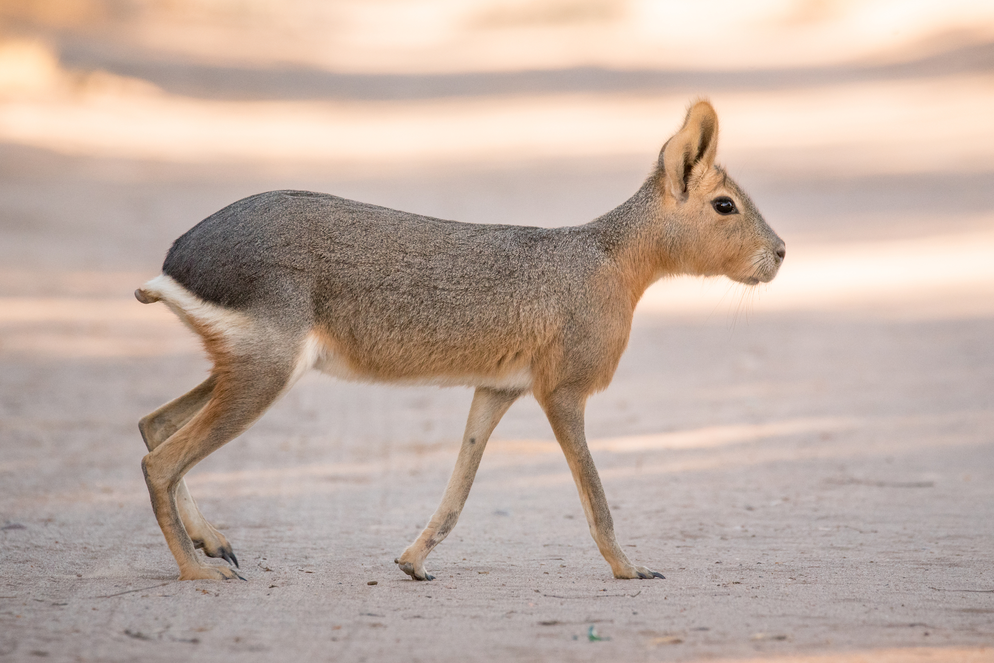 Patagonian Maras | Grassland Groupies Patagonian Maras | Grassland Groupies