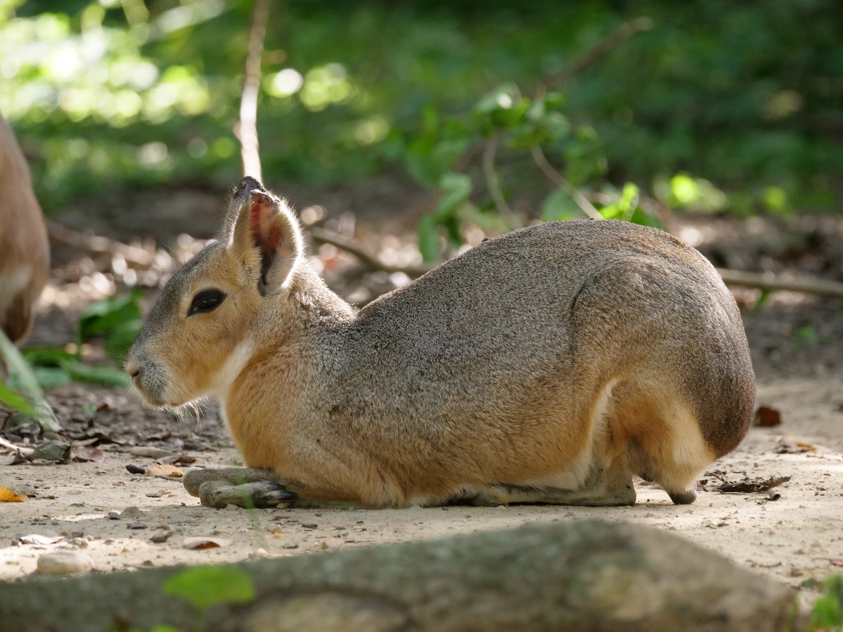Patagonian Maras - Grassland Groupies