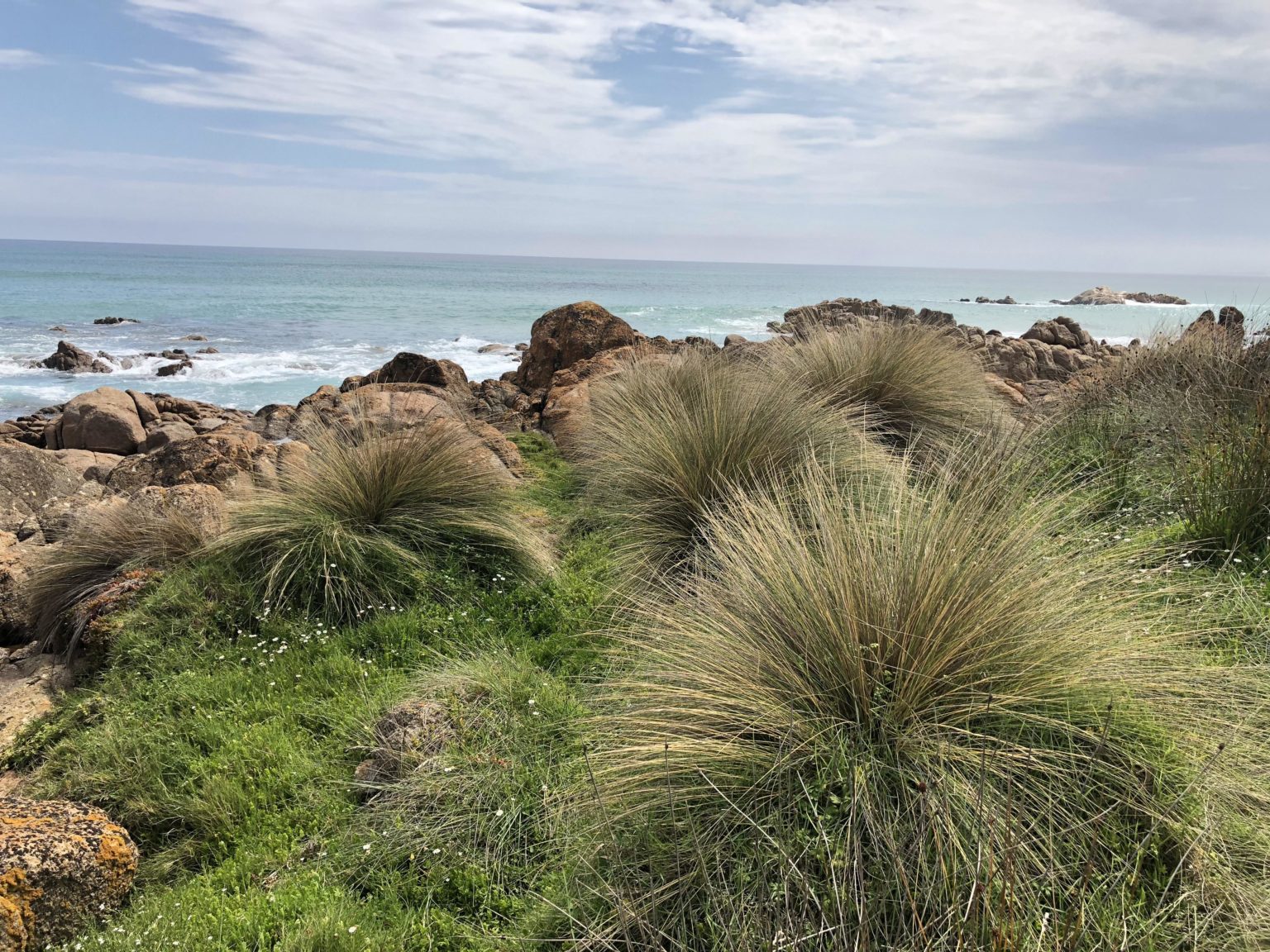 Australia Grassland - Grassland Groupies