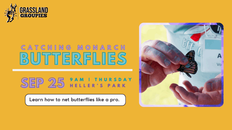 Catching Monarch Butterflies - Grassland Groupies