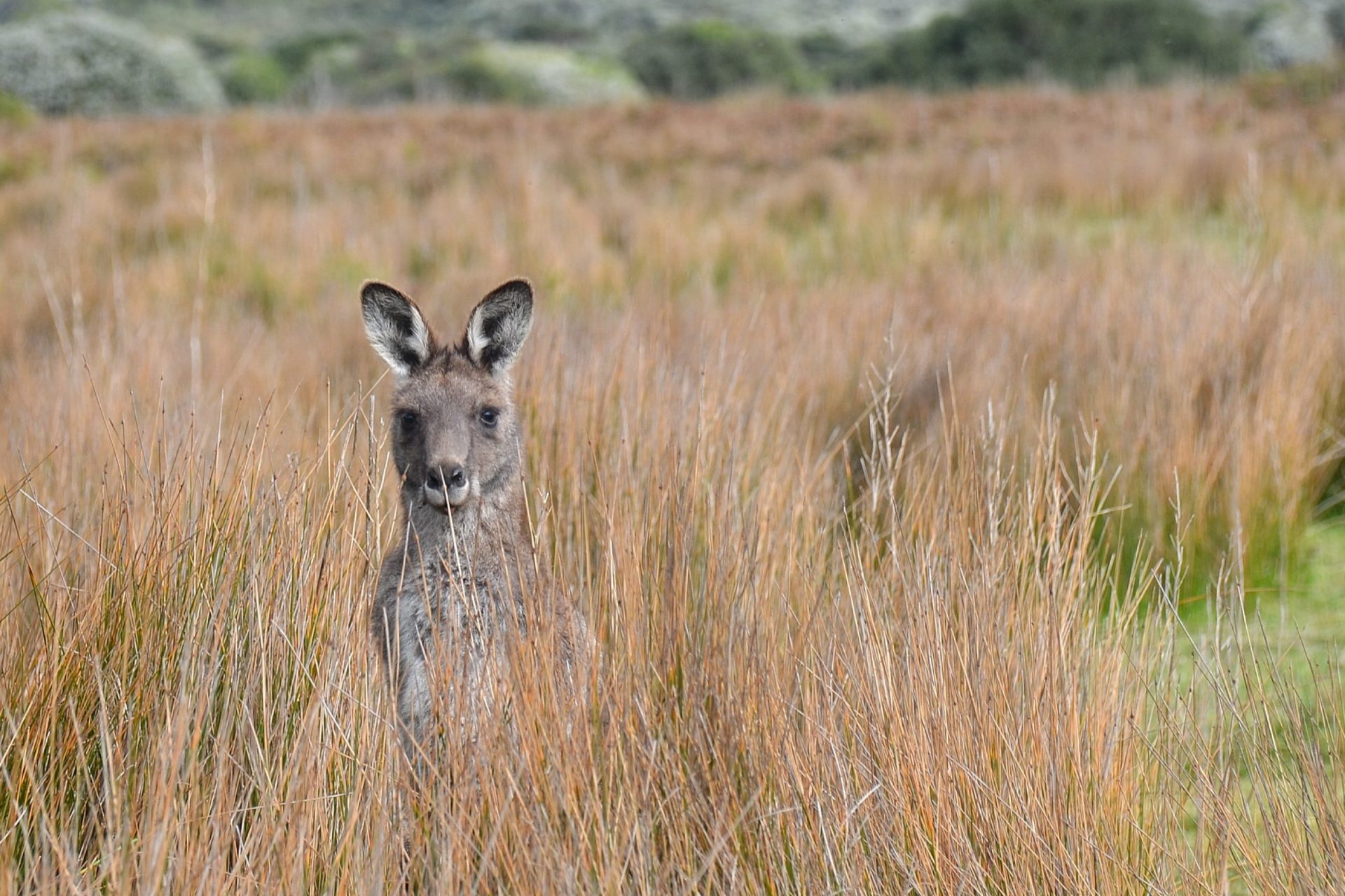 Grasslands - Grassland Groupies